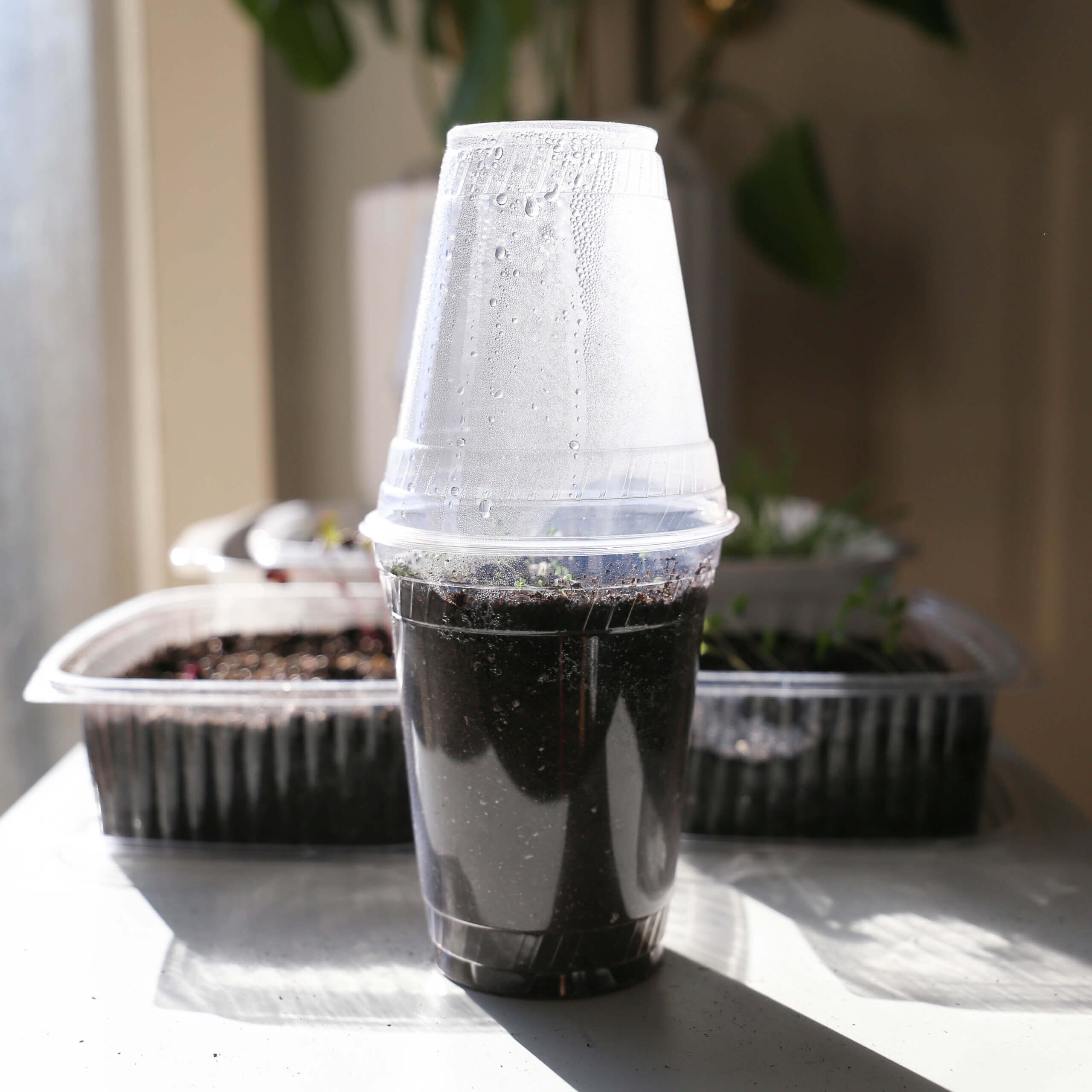 Upcycled Packaging Craft: Grow Your Own Microgreens - Natures Fare